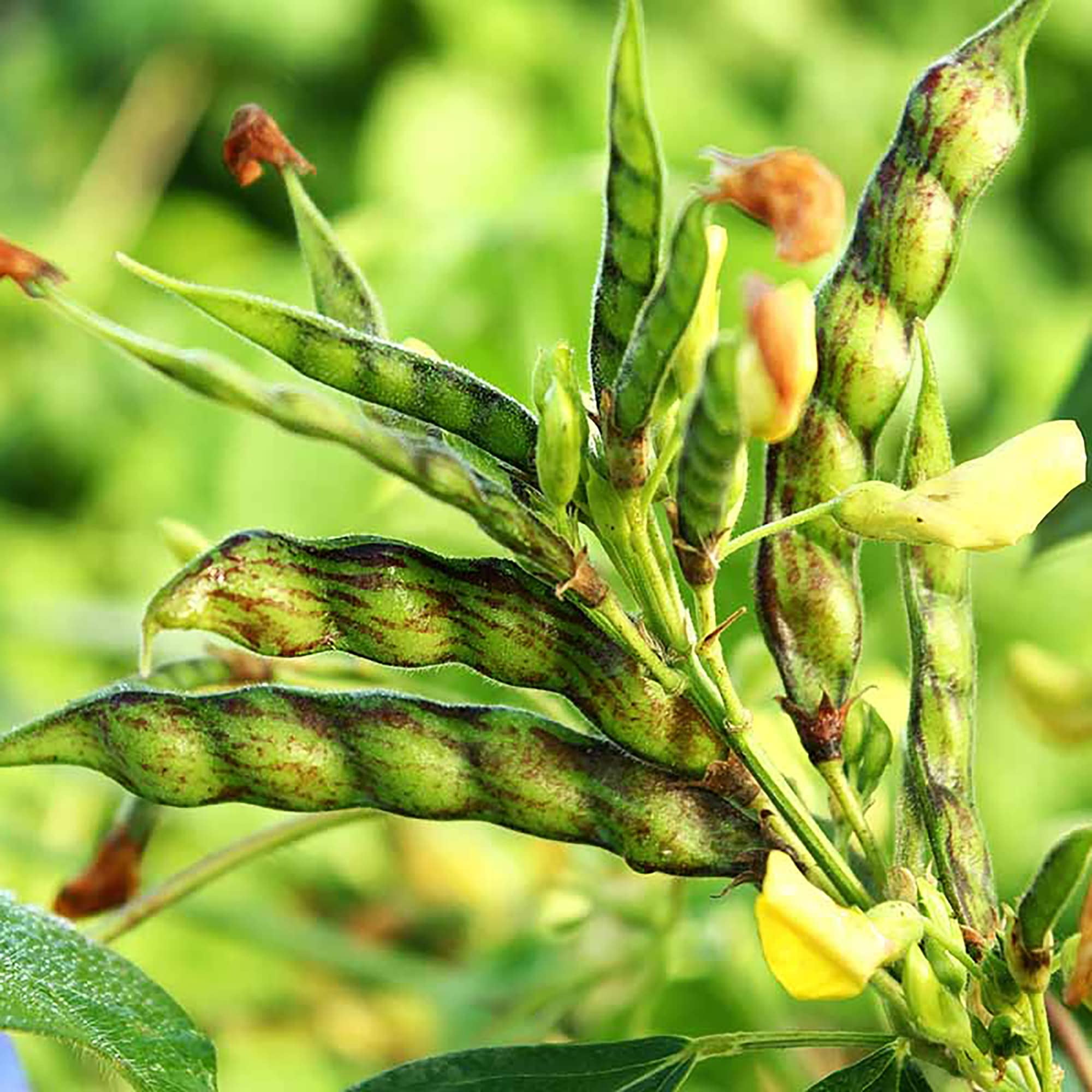 Pigeon Pea Seeds Cajanus Cajan GMO Free MHD1Drought Tolerant Attracts ...