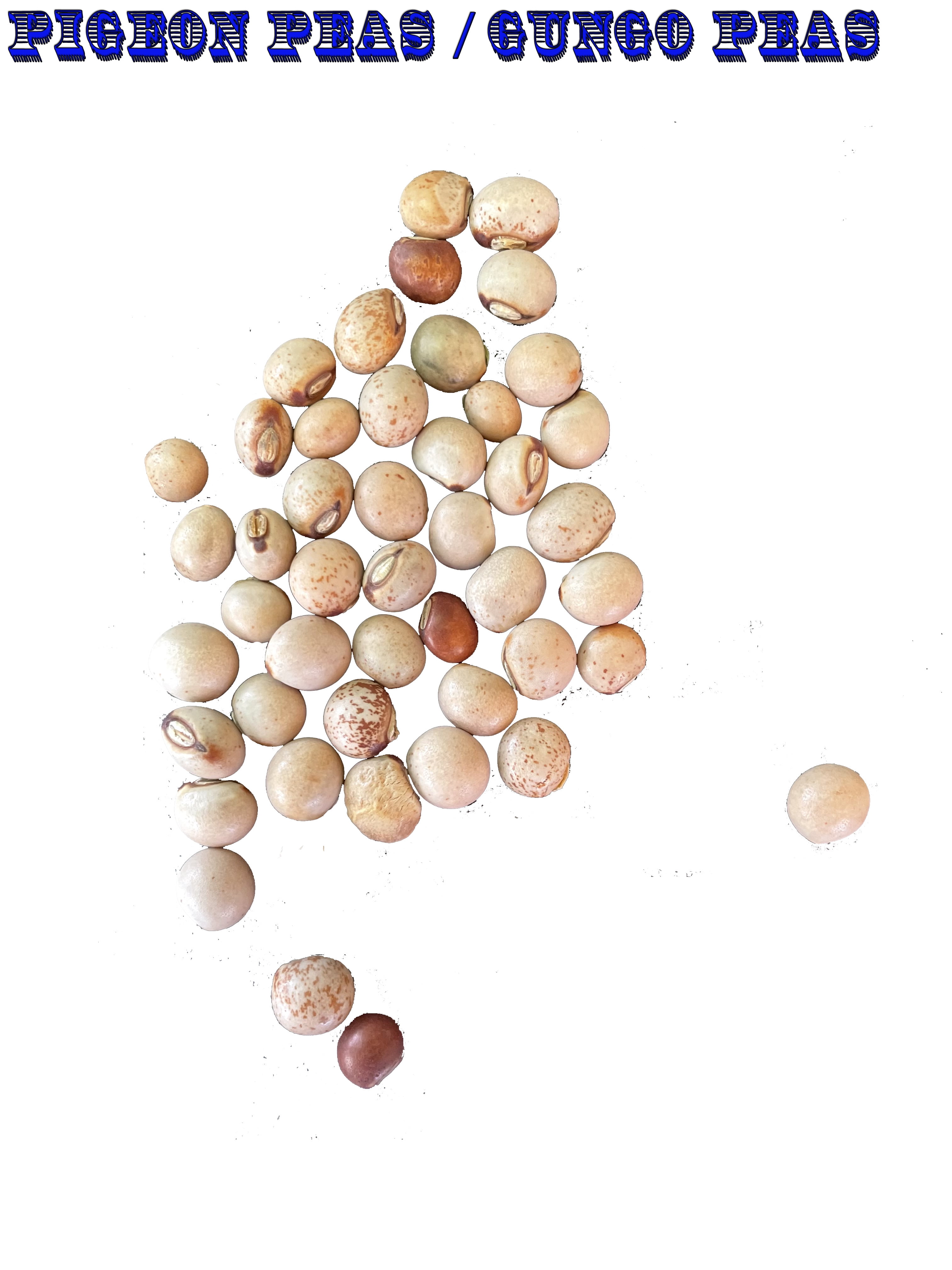 Pigeon Peas (Gungo) Cajanus Cajan - Walmart.com