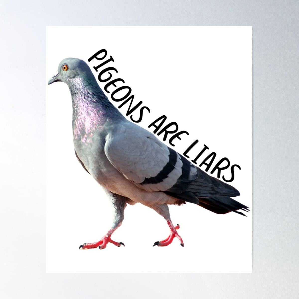Pigeons Are Liars Birds Are Not Real Poster Wall Art, Modern Wall Decor ...