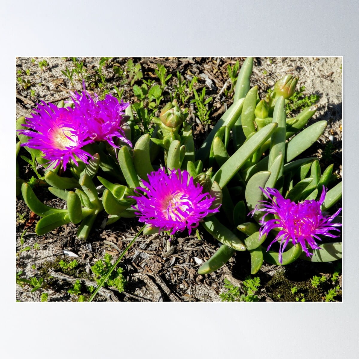 Pigface Poster Wall Art, Modern Wall Decor For Living Room Bedroom ...