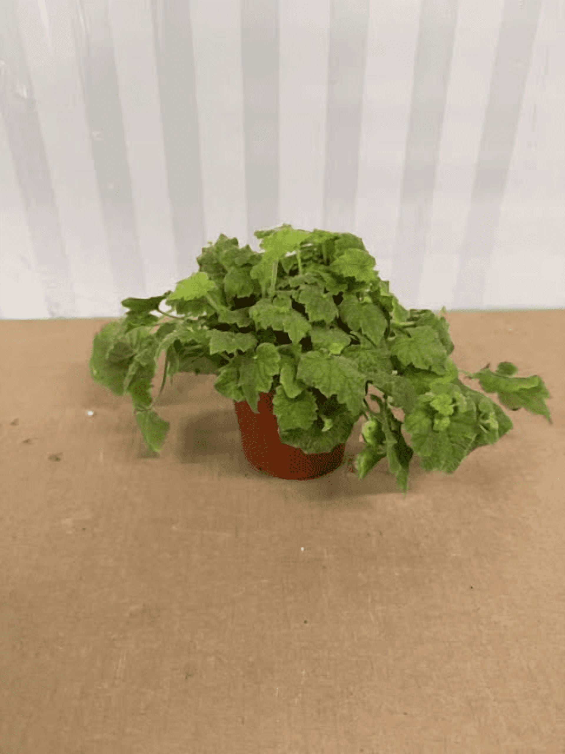 Piggyback Plant Tolmiea Menziesii Seedling Mother of Thousands Piggy ...