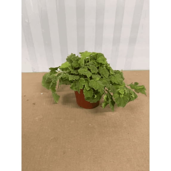 Piggyback Plant Tolmiea Menziesii Seedling Mother of Thousands Piggy ...