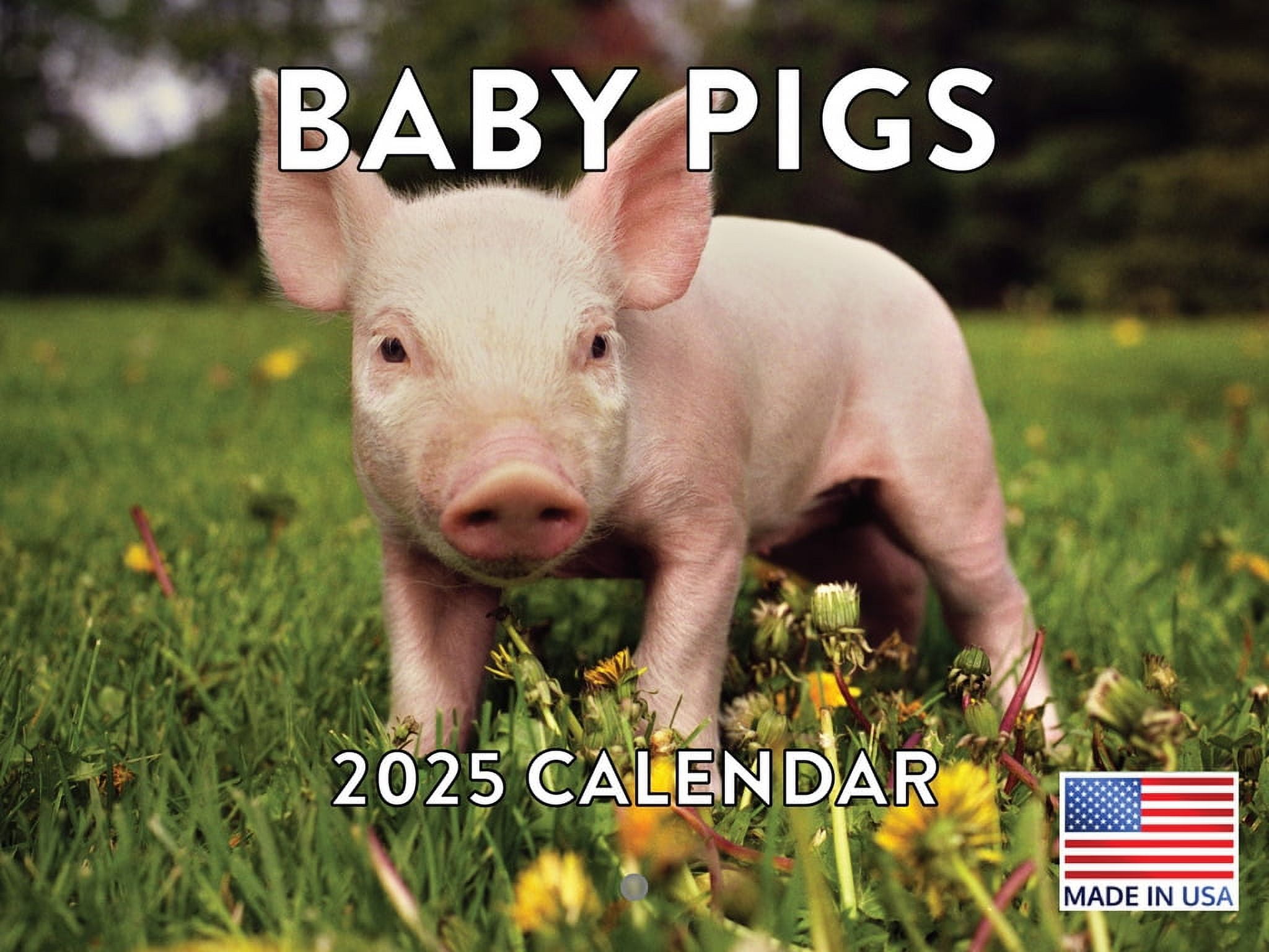 Piglet Baby Pig Calendar 2025 Monthly Wall Calender 12 Month | American ...