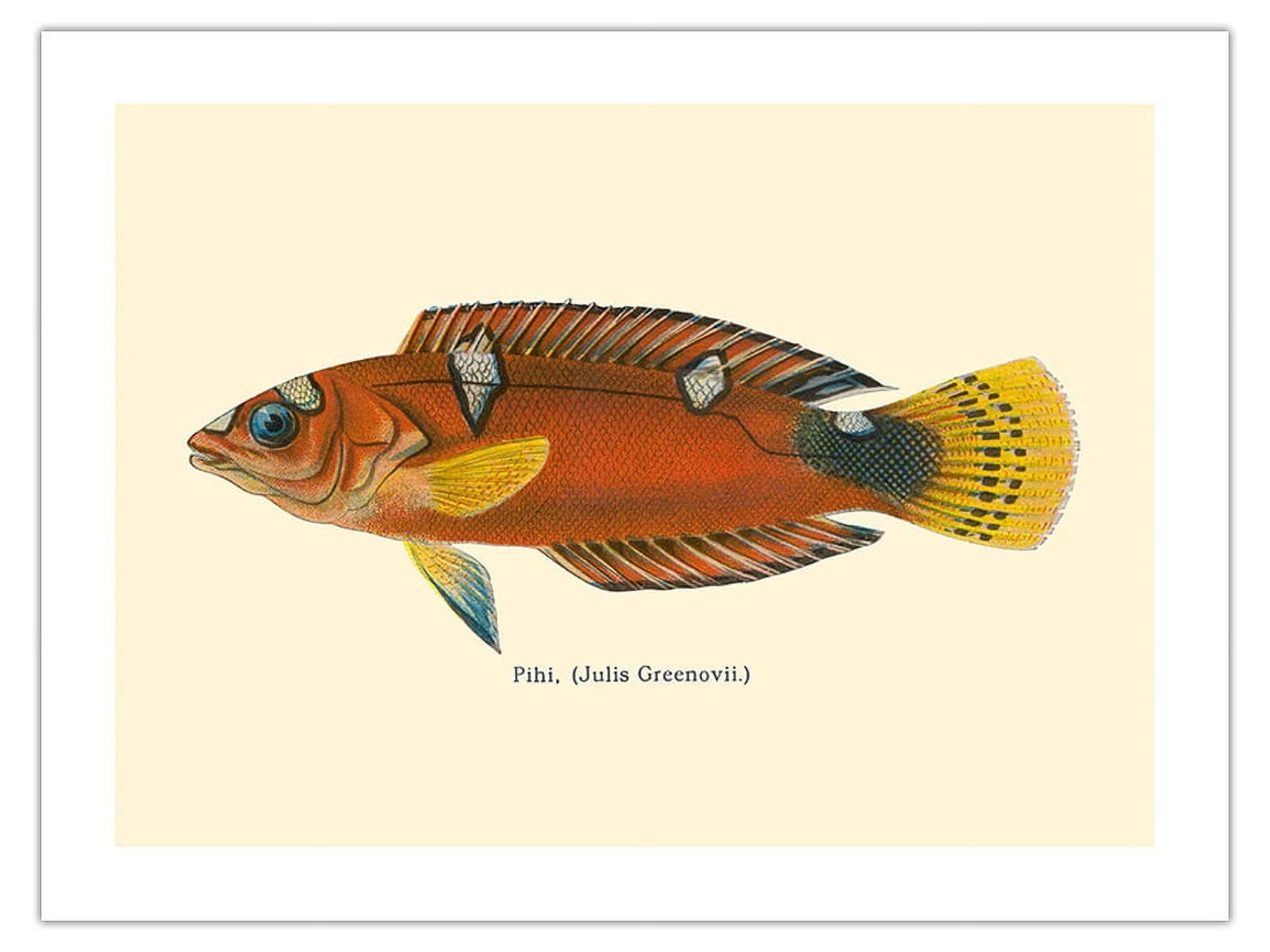 Pihi (Julis Greenovii) - Clown Wrasse Fish - from Fishes of Hawaii ...