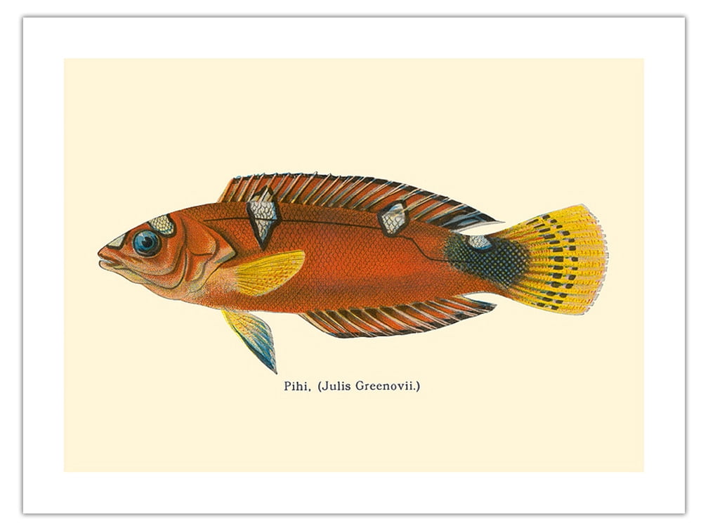Pihi (Julis Greenovii) - Clown Wrasse Fish - from Fishes of Hawaii ...
