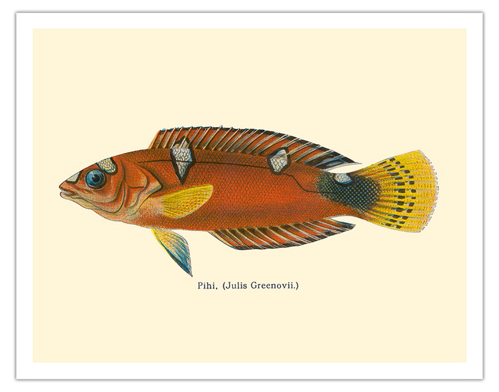 Pihi (Julis Greenovii) - Clown Wrasse Fish - from Fishes of Hawaii ...