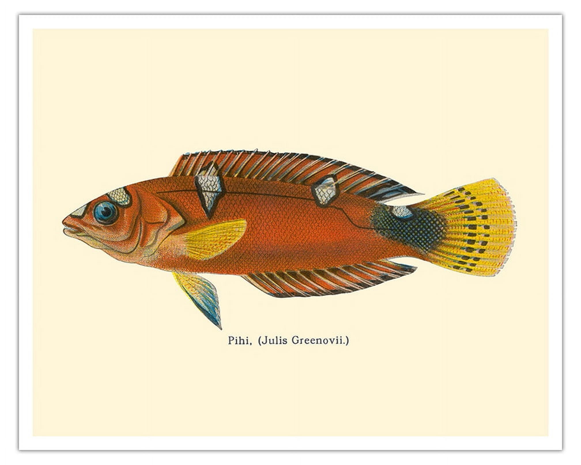 Pihi (Julis Greenovii) - Clown Wrasse Fish - from Fishes of Hawaii ...