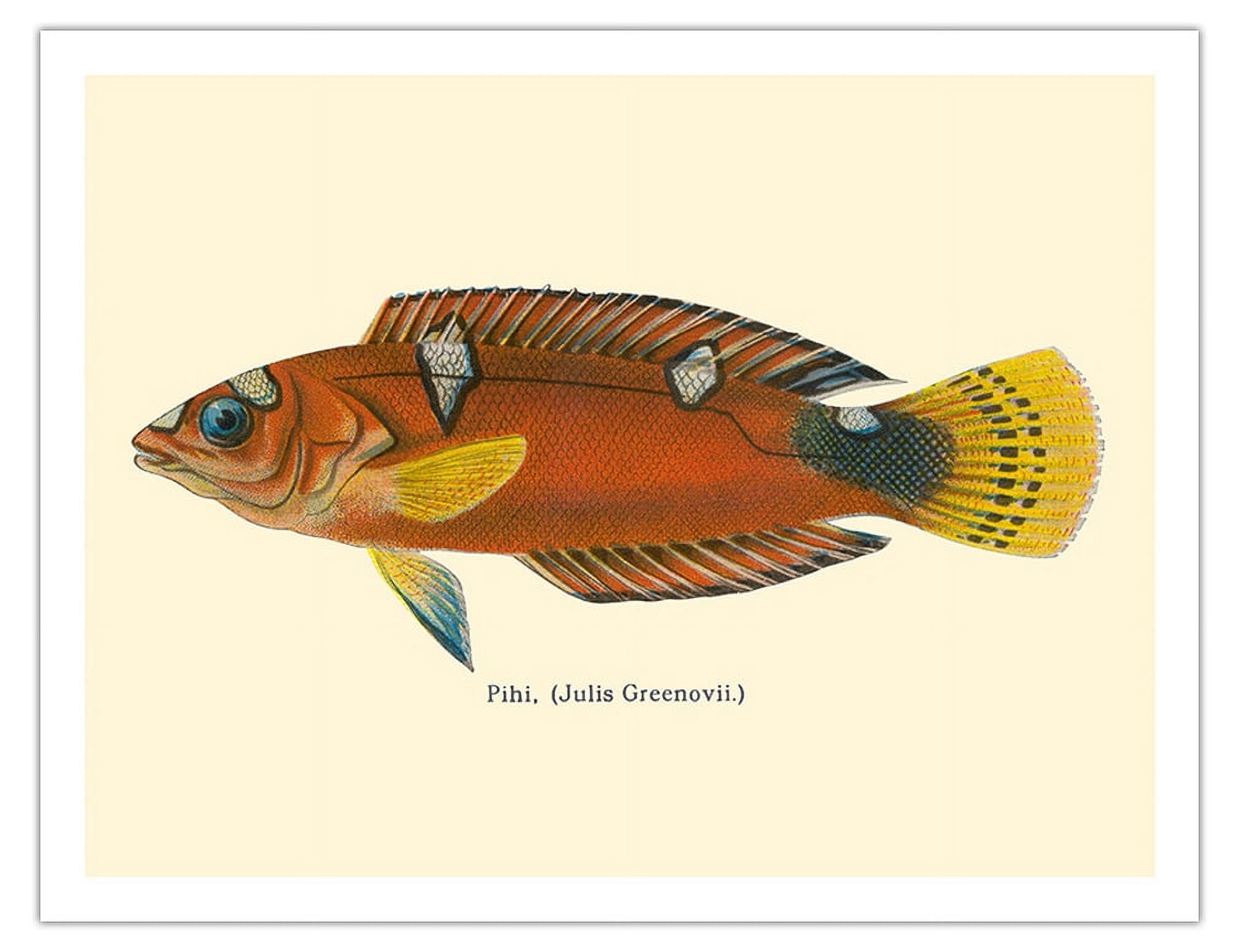 Pihi (Julis Greenovii) - Clown Wrasse Fish - from Fishes of Hawaii ...