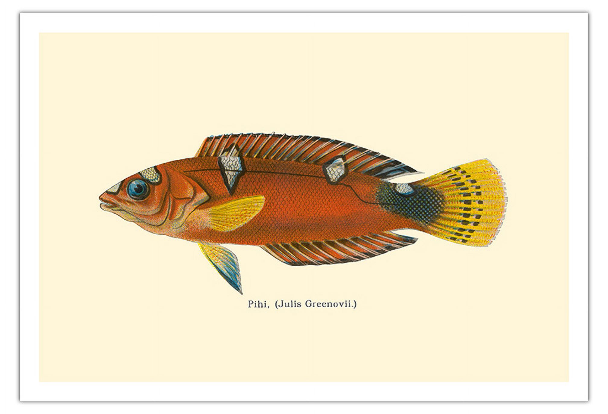 Pihi (Julis Greenovii) - Clown Wrasse Fish - from Fishes of Hawaii ...