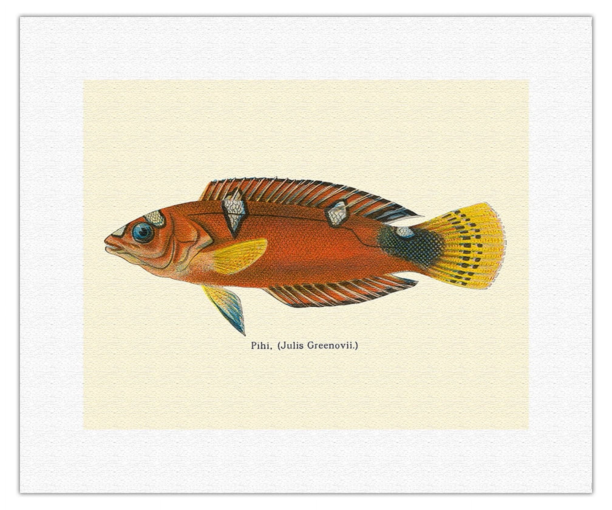 Pihi (Julis Greenovii) - Clown Wrasse Fish - from Fishes of Hawaii ...