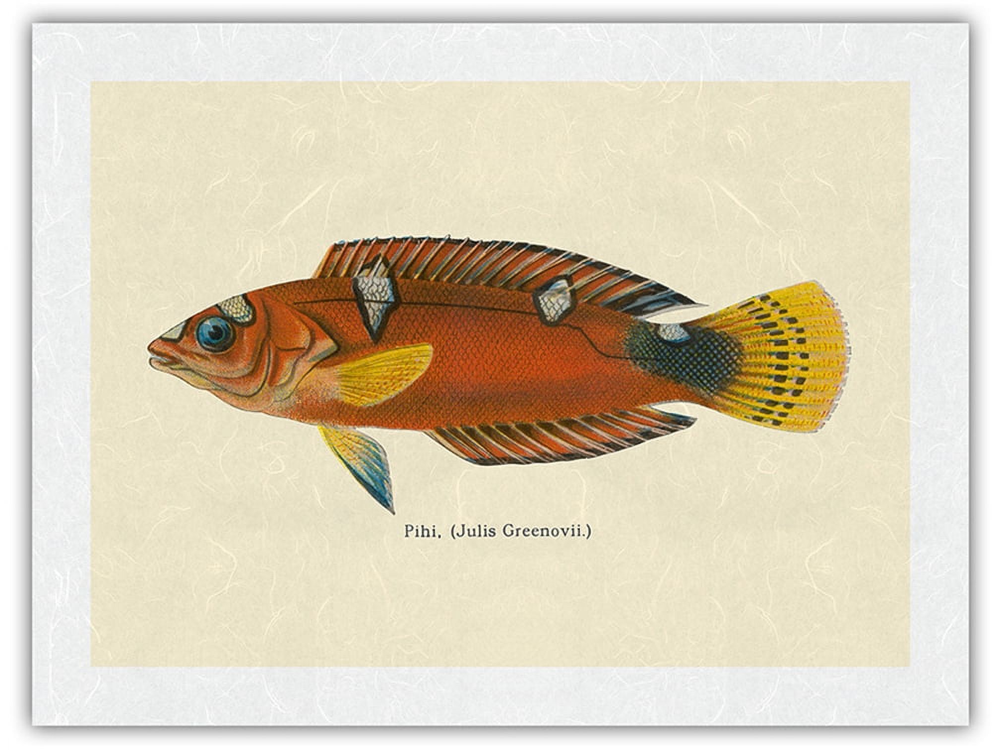 Pihi (Julis Greenovii) - Clown Wrasse Fish - from Fishes of Hawaii ...