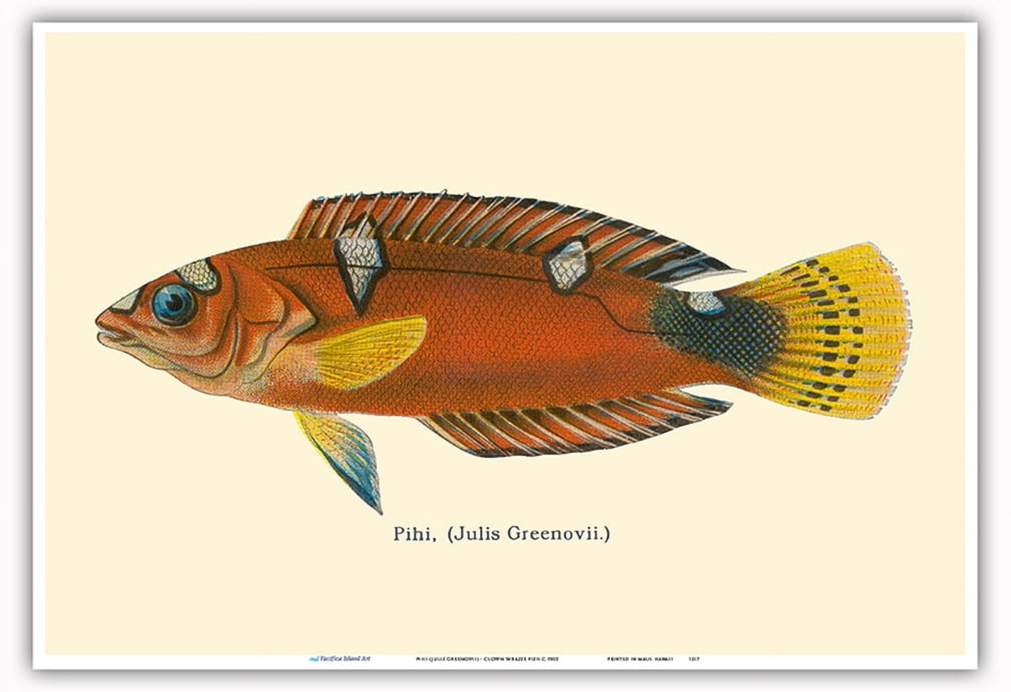 Pihi (Julis Greenovii) - Clown Wrasse Fish - from Fishes of Hawaii ...