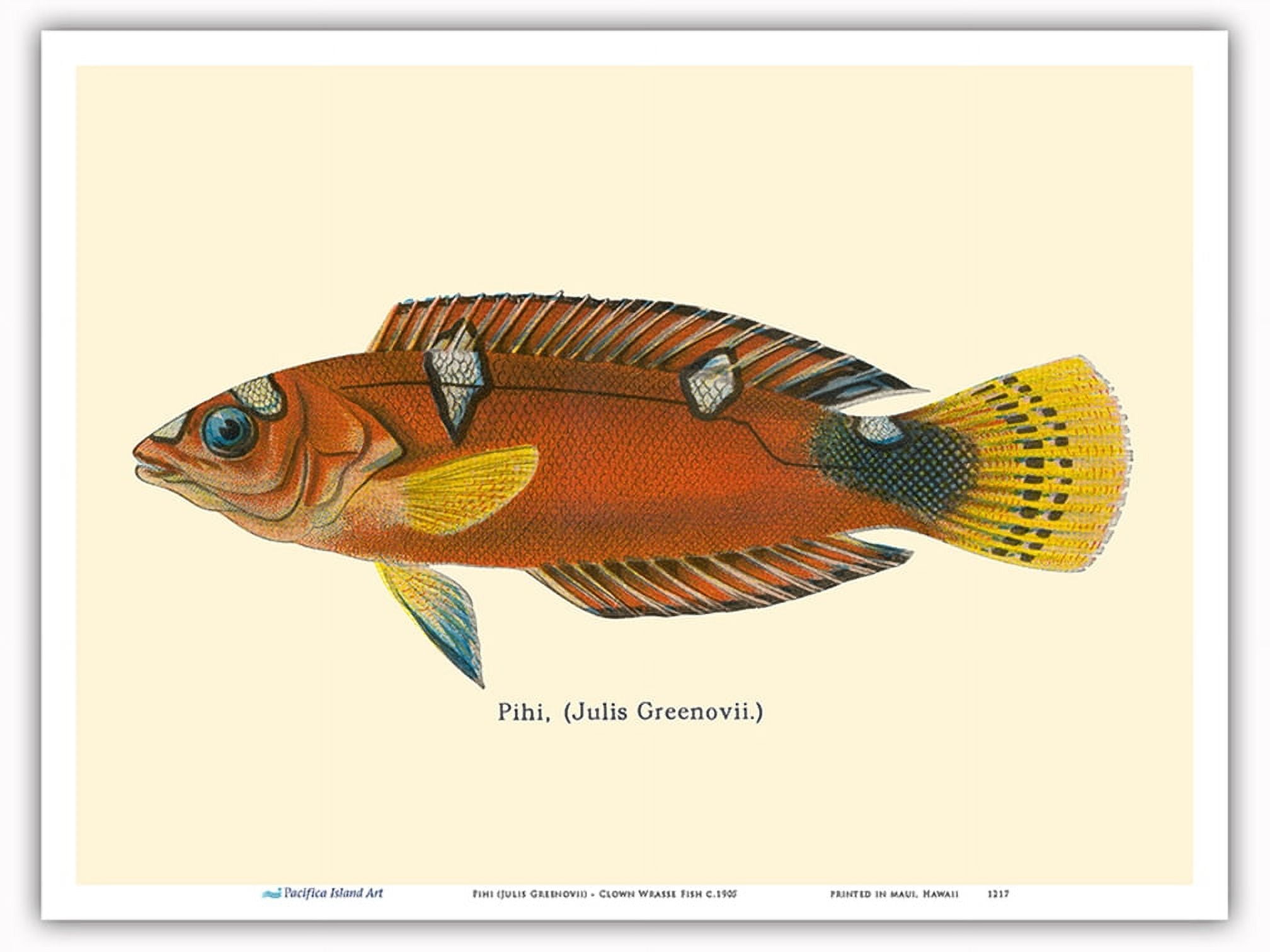 Pihi (Julis Greenovii) - Clown Wrasse Fish - from Fishes of Hawaii ...