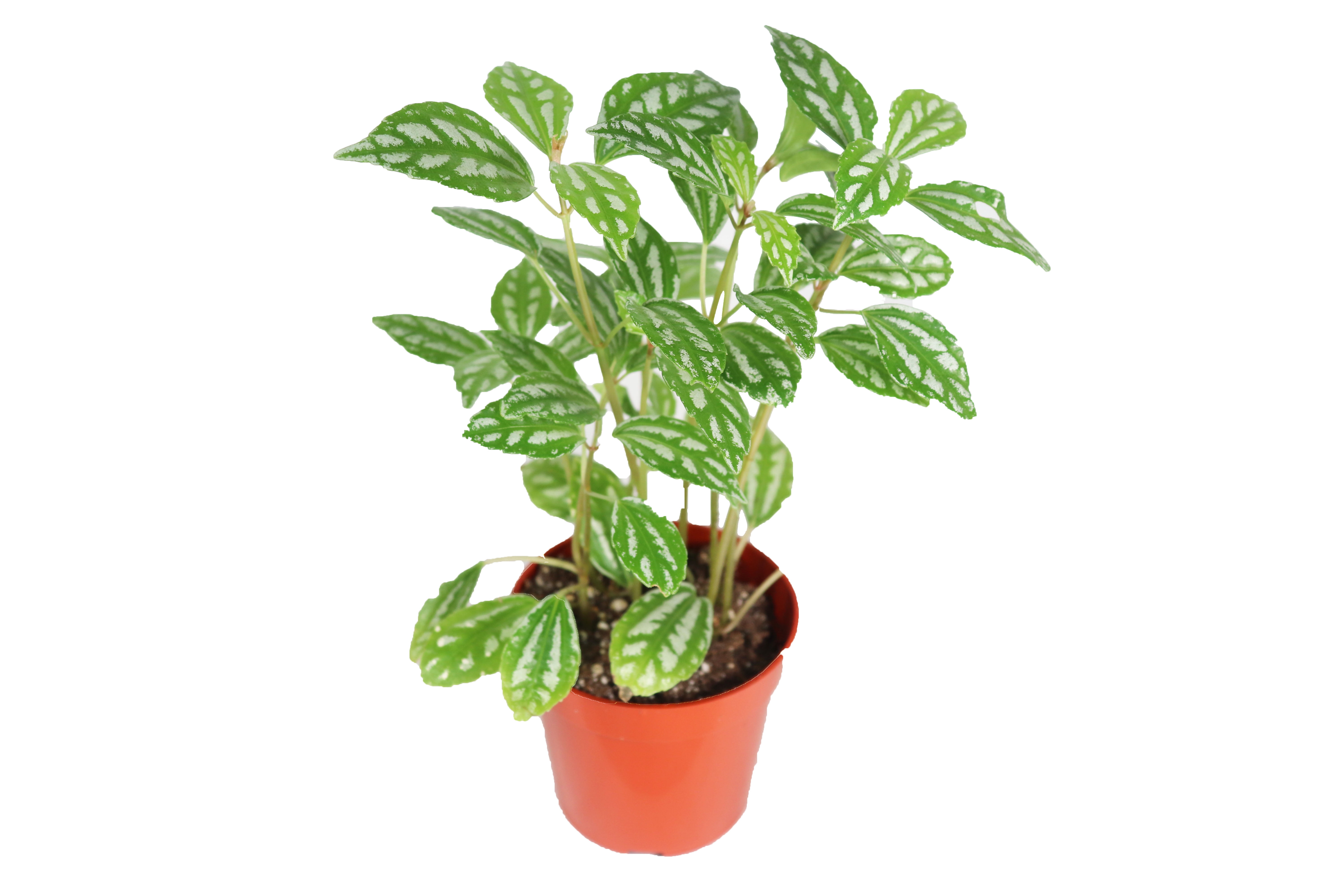 California Tropicals, Pilea Cadierei Aluminum Plant, 4 Inch Live Indoor ...