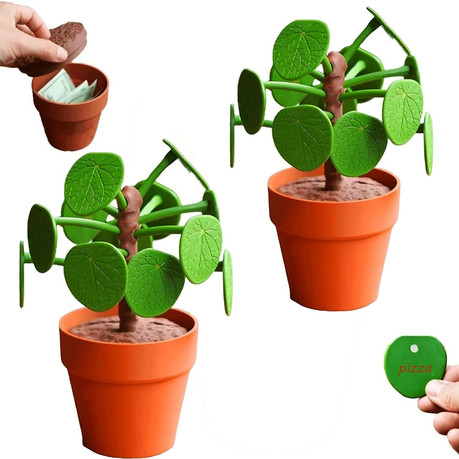 Pilea Food Picker, The Chinese Money Plant Dinner Decider, Dinner ...