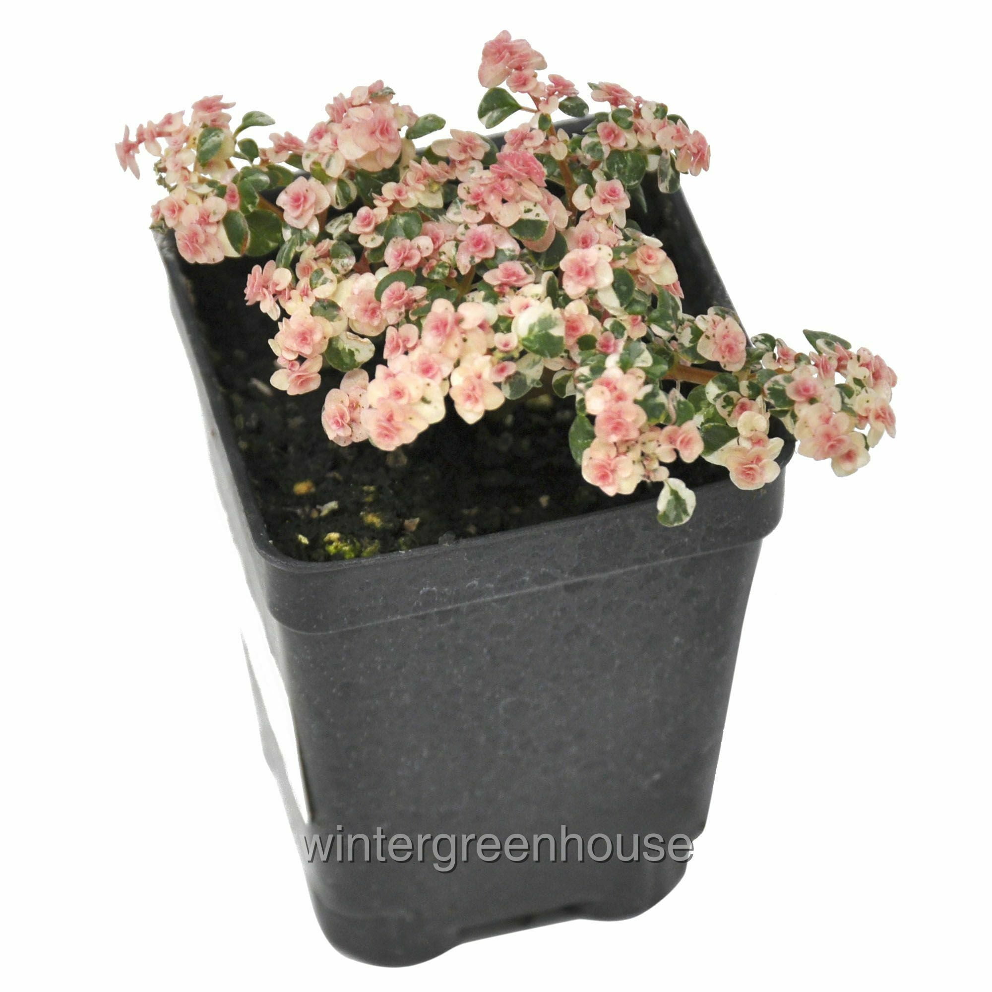 Pilea Microphylla Variegata, LIVE Tricolor Artillery Fern Houseplant ...