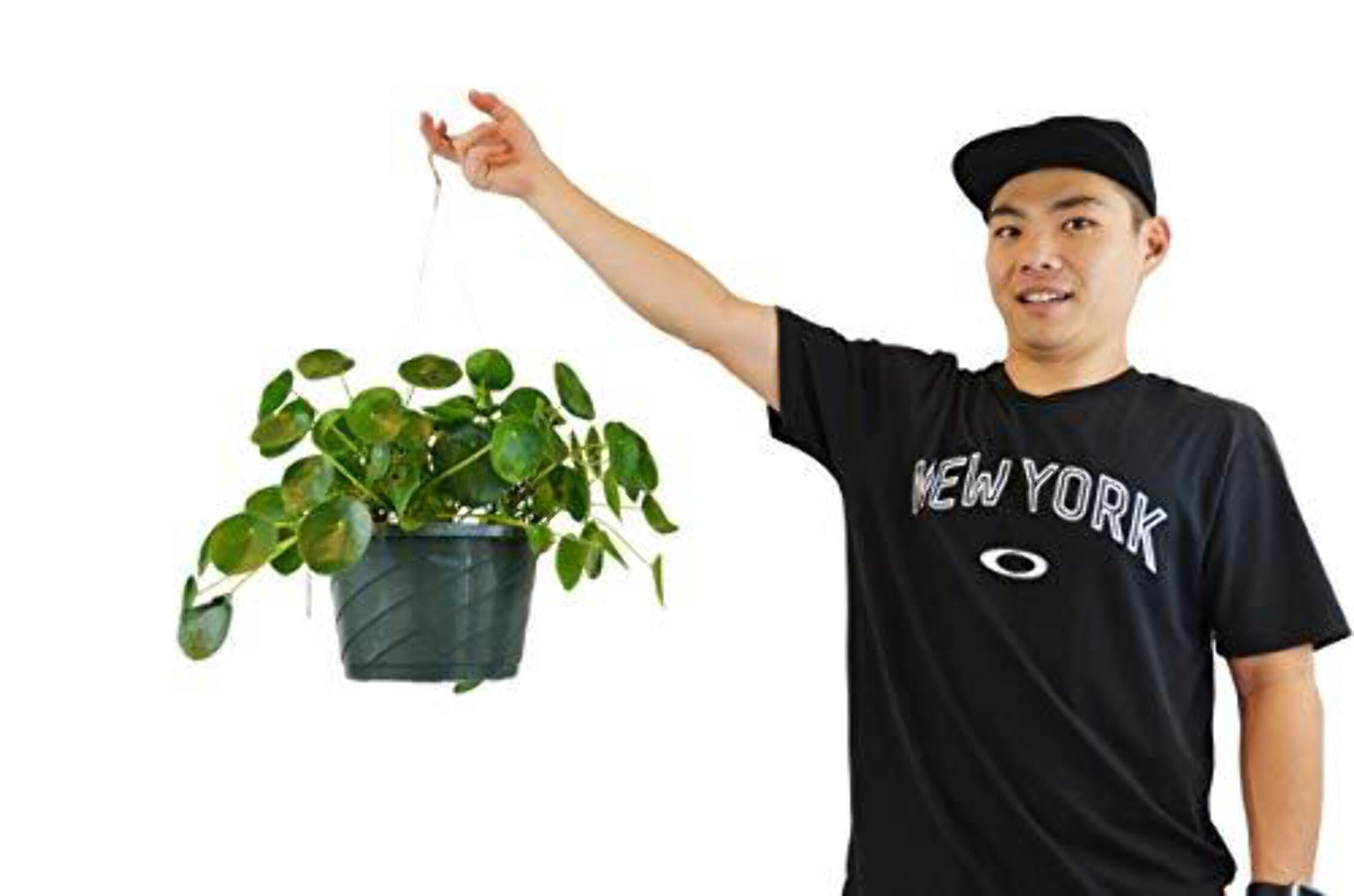 Pilea Peperomioides 'Chinese Money Plant' - in 10" Pot in 10" Pot ...