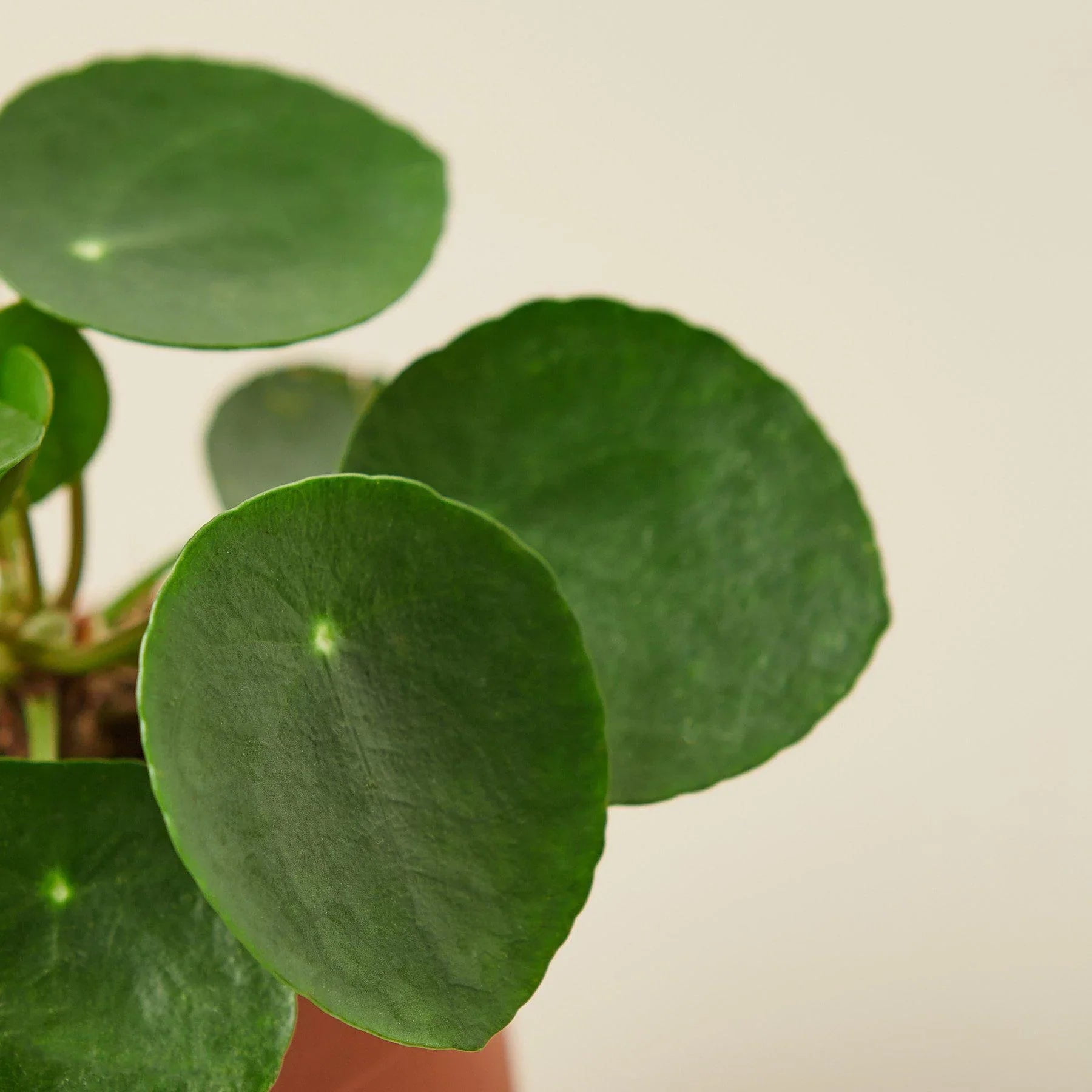 Pilea Peperomioides (Friendship Chinese Money Plant) - Live Air-Purifying Indoor Plant in ...