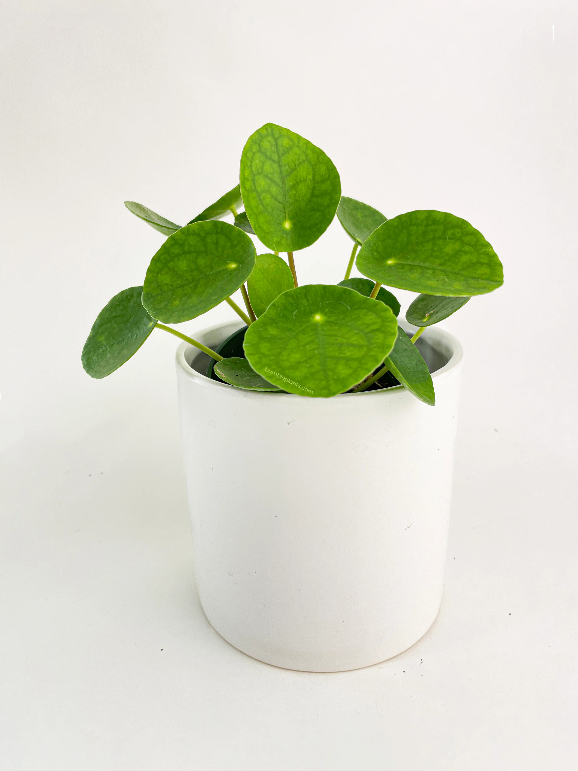 Pilea Friendship Plant