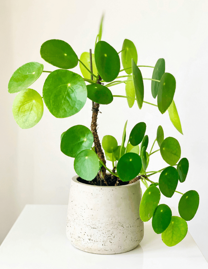 Pilea Peperomioides Plant, Chinese Money Plant in 4 Inc Pot, House ...