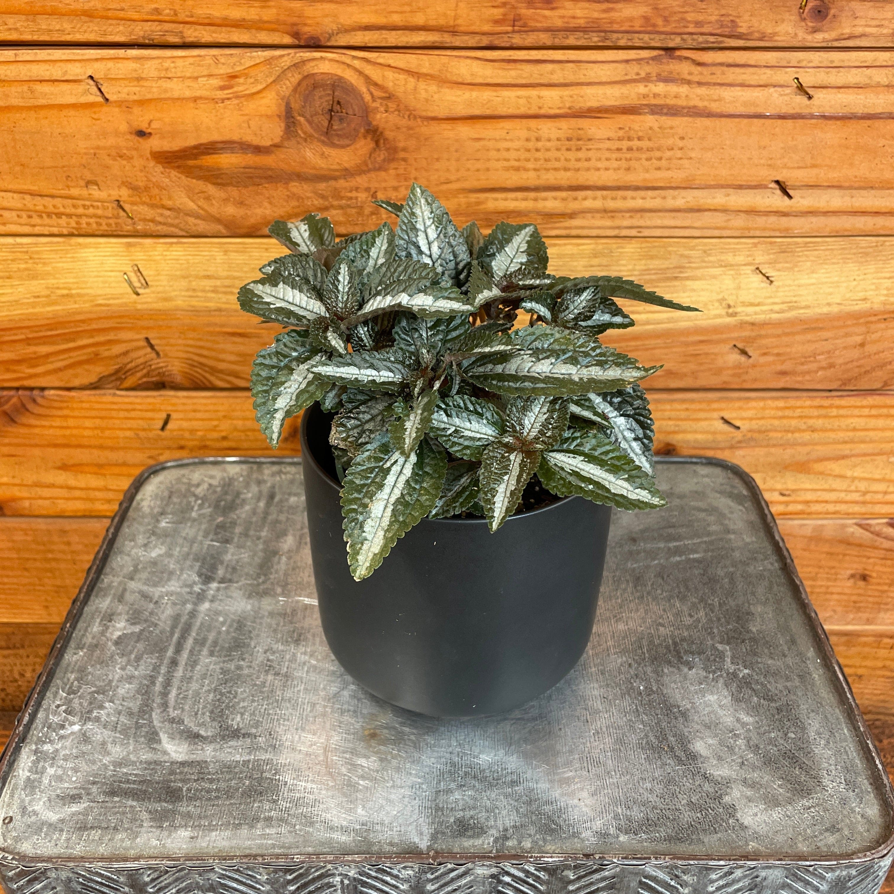 Pilea Silver Tree, 4" Plant - Walmart.com