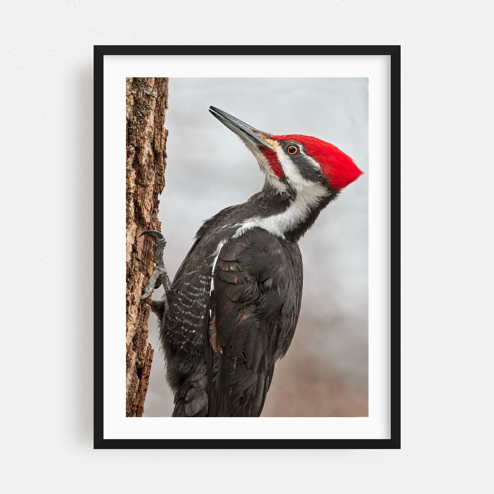 Pileated Woodpecker On A Cold Day - Photography Wildlife Bird Woodland ...