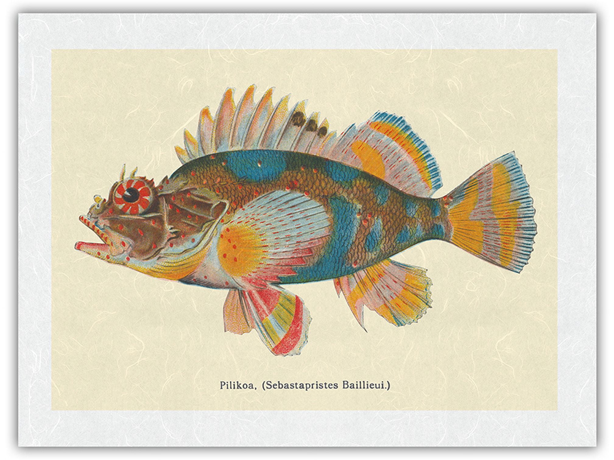 Pilikoa (Sebastapristes Baillieui) - From Fishes of Hawaii - Vintage ...
