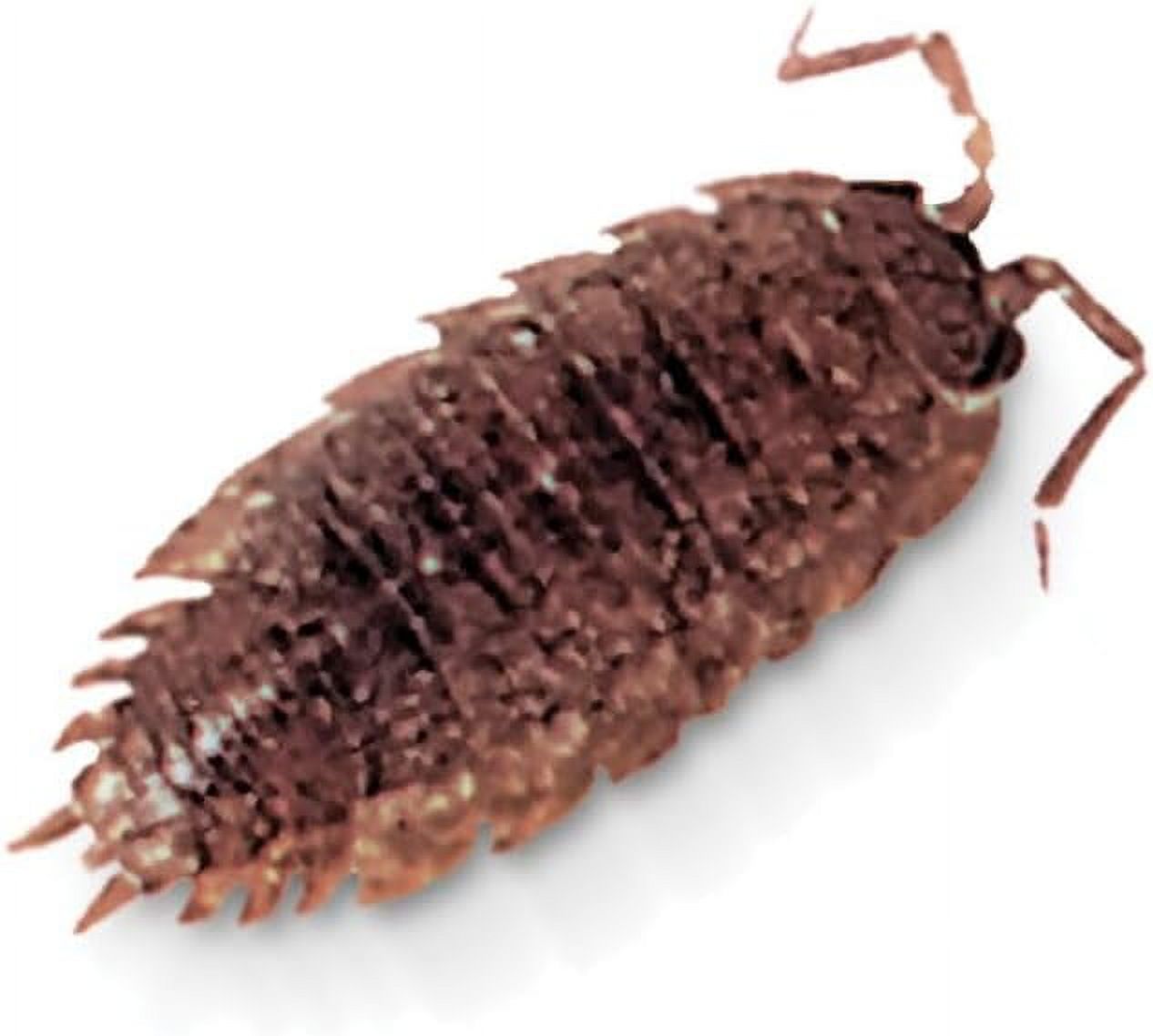 Pill Bugs/Sow Bugs, Living, Species Vary, Pack 12 - Walmart.com