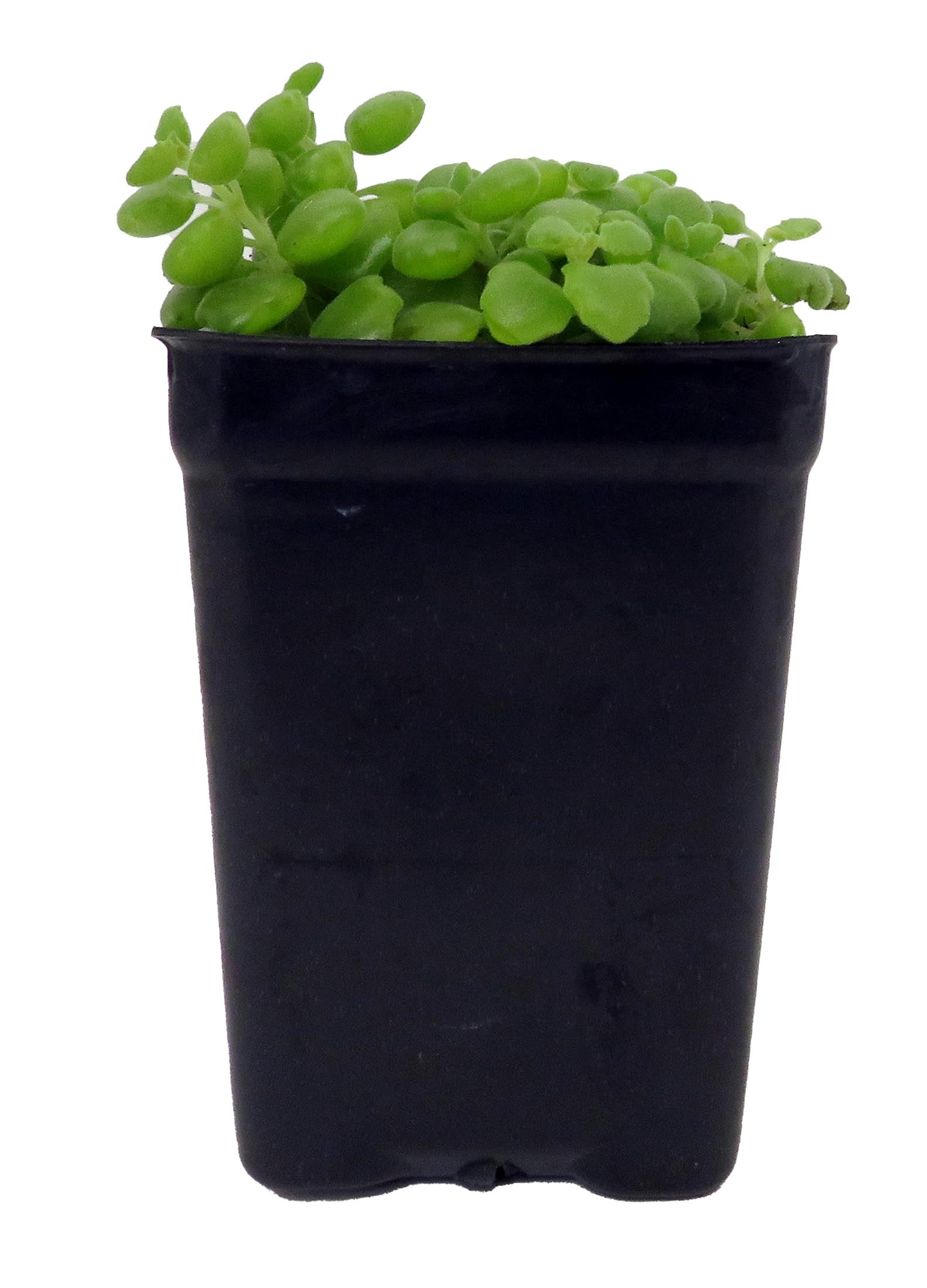 Pillow Plant - Plectranthus Prostratus - 2.5" Pot - Walmart.com