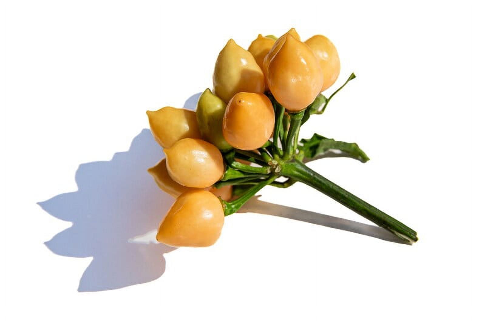 Pimenta Caixo Brazilian Pepper Premium Seed Packet - Walmart.com