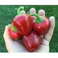 Pimento L Pimiento Cherry Stuffing Heirloom Pepper Premium Seed Packet ...
