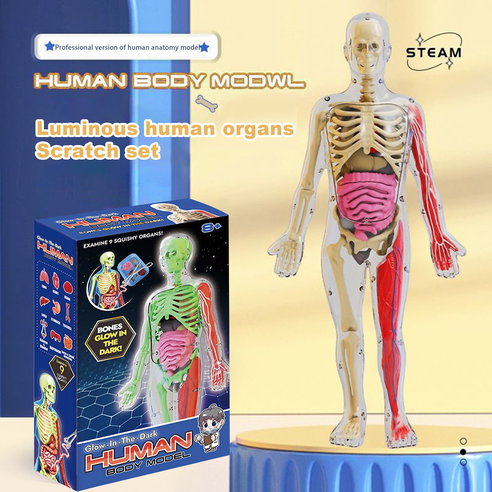 Pimsoran Human Body Model with Tray Tweezers Glow-in-the-dark Removable ...