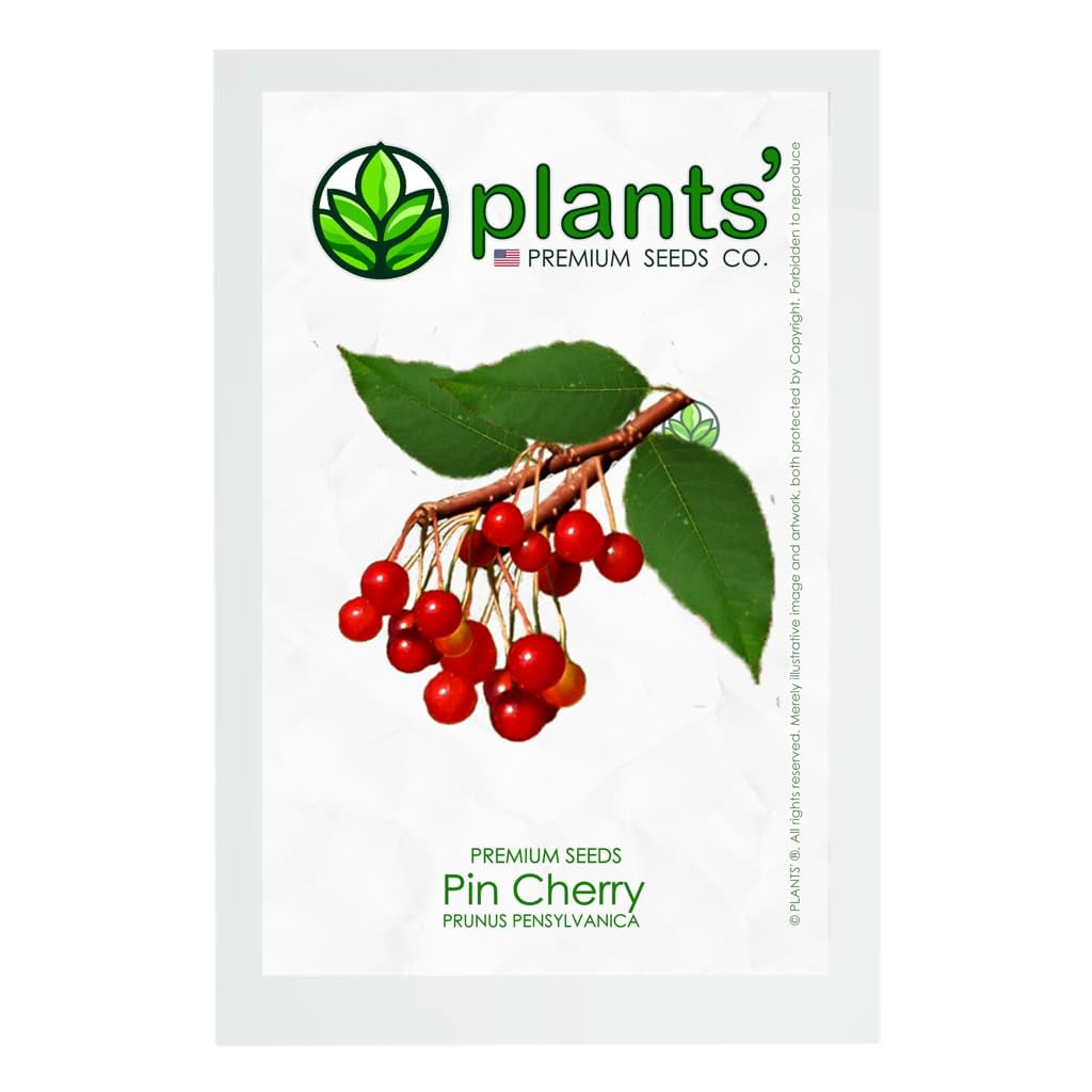 Pin Cherry |TRDN Premium Seeds | Prunus pensylvanica 'Fruit' | Plants'® (Premium Seeds, 100 ...