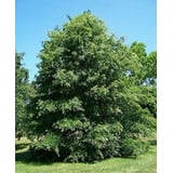 Pin Oak Tree Seeds - Walmart.com