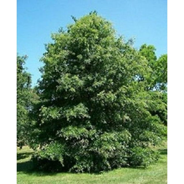 Pin Oak Tree Seeds - Walmart.com