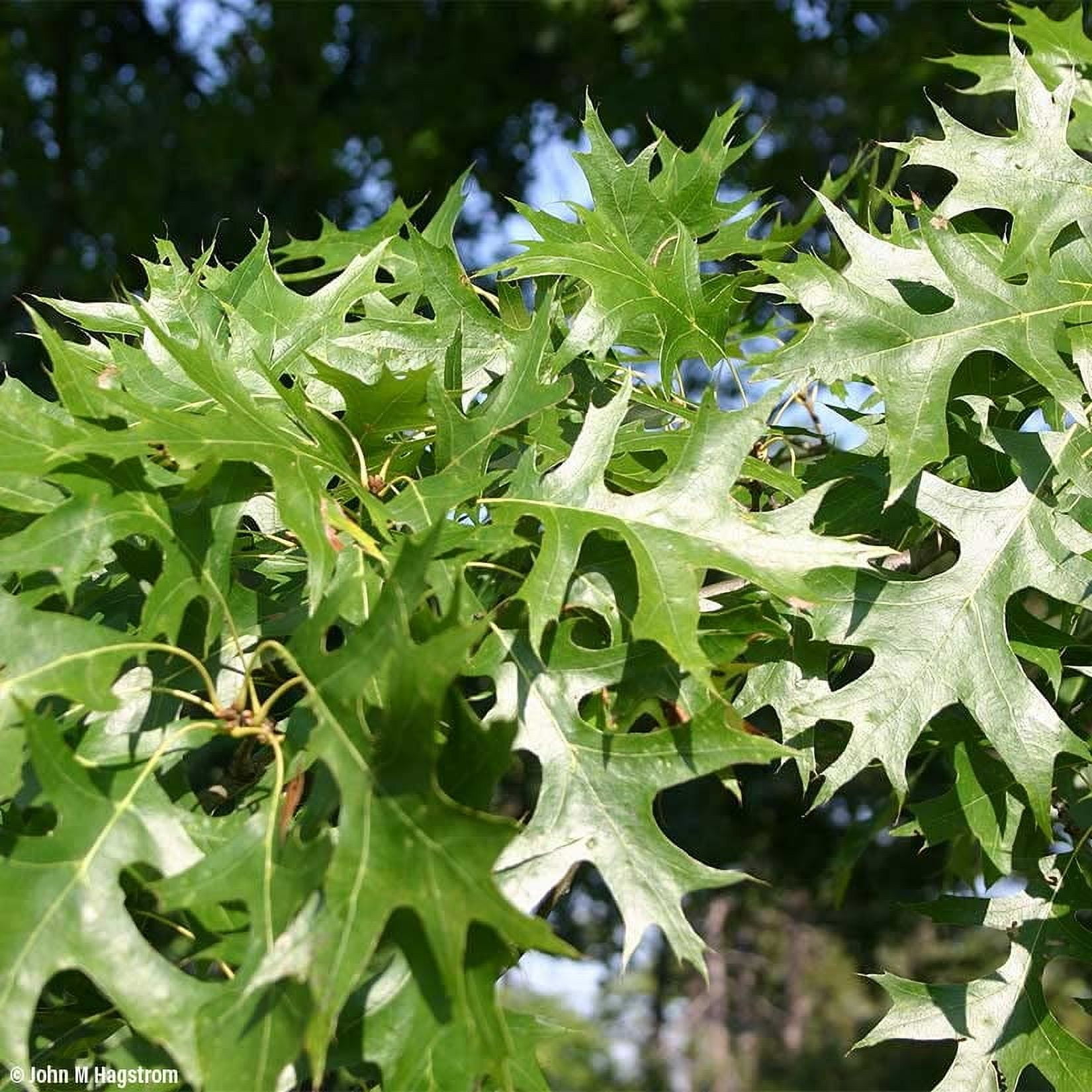 Pin Oak Trees for Planting - Live Tree Seedlings for Growing (2 Trees ...