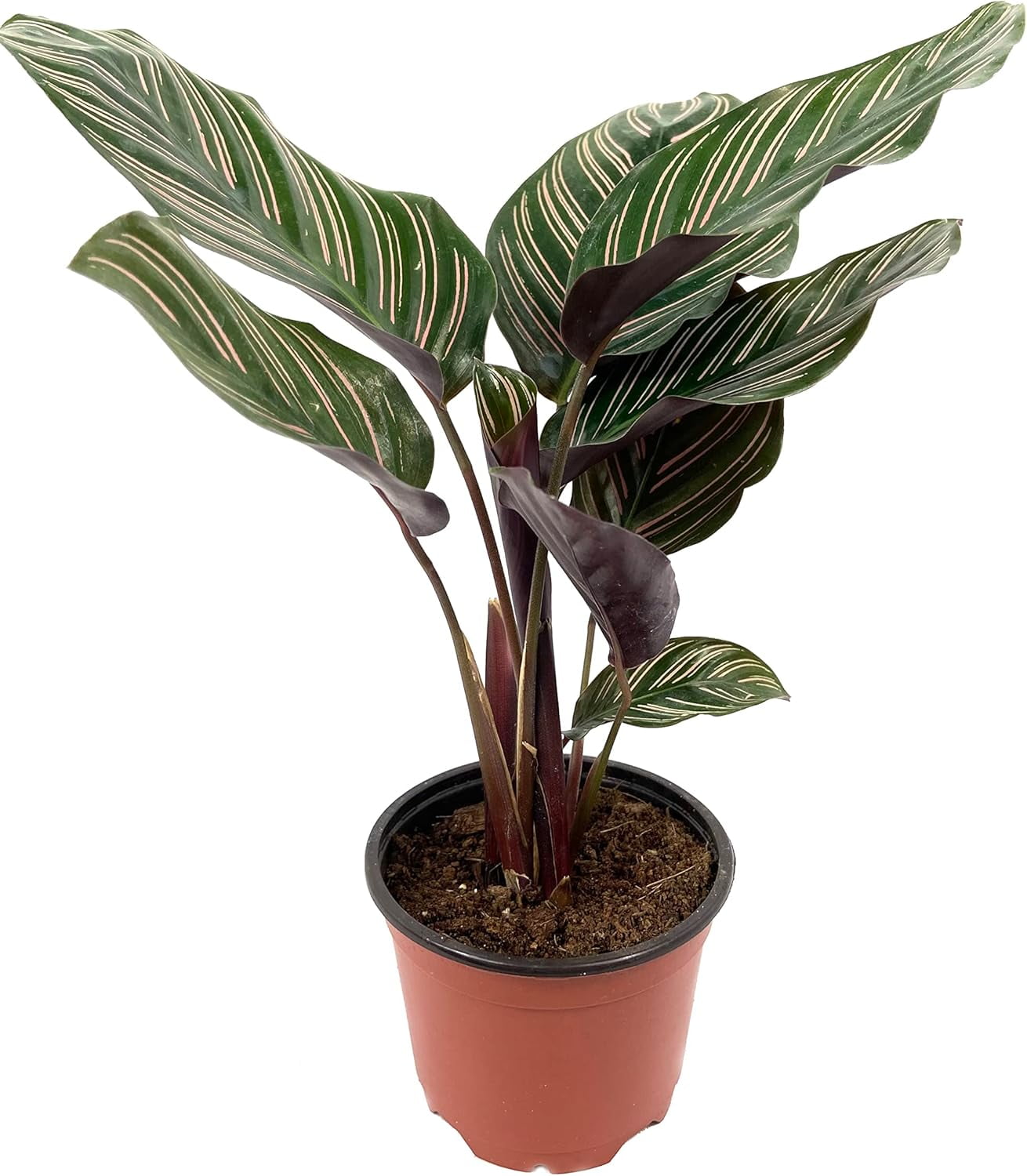 Pin Stripe Calathea - 10 Live Plants in 4 Inch Pots - Calathea Ornata ...