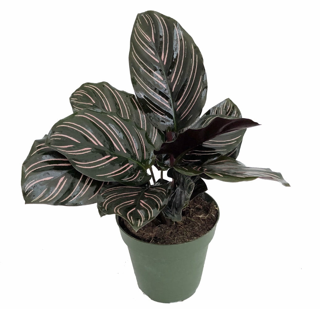 Hirt's Gardens Pin Stripe Plant, Calathea Ornata, Easy House Plant, 4 ...
