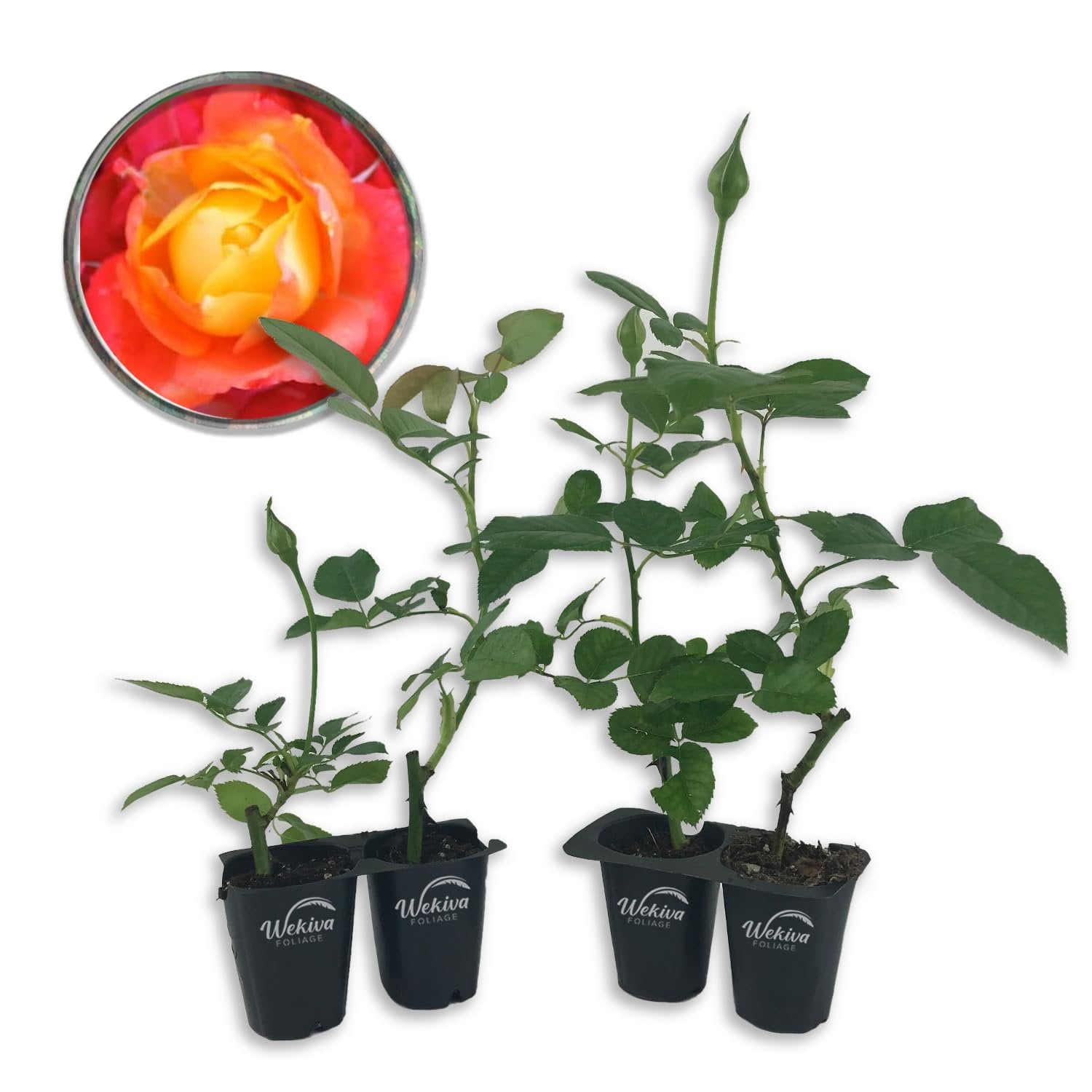 Pinata Rose Bush - 4 Live Starter Plants in 2 Inch Growers Pots ...