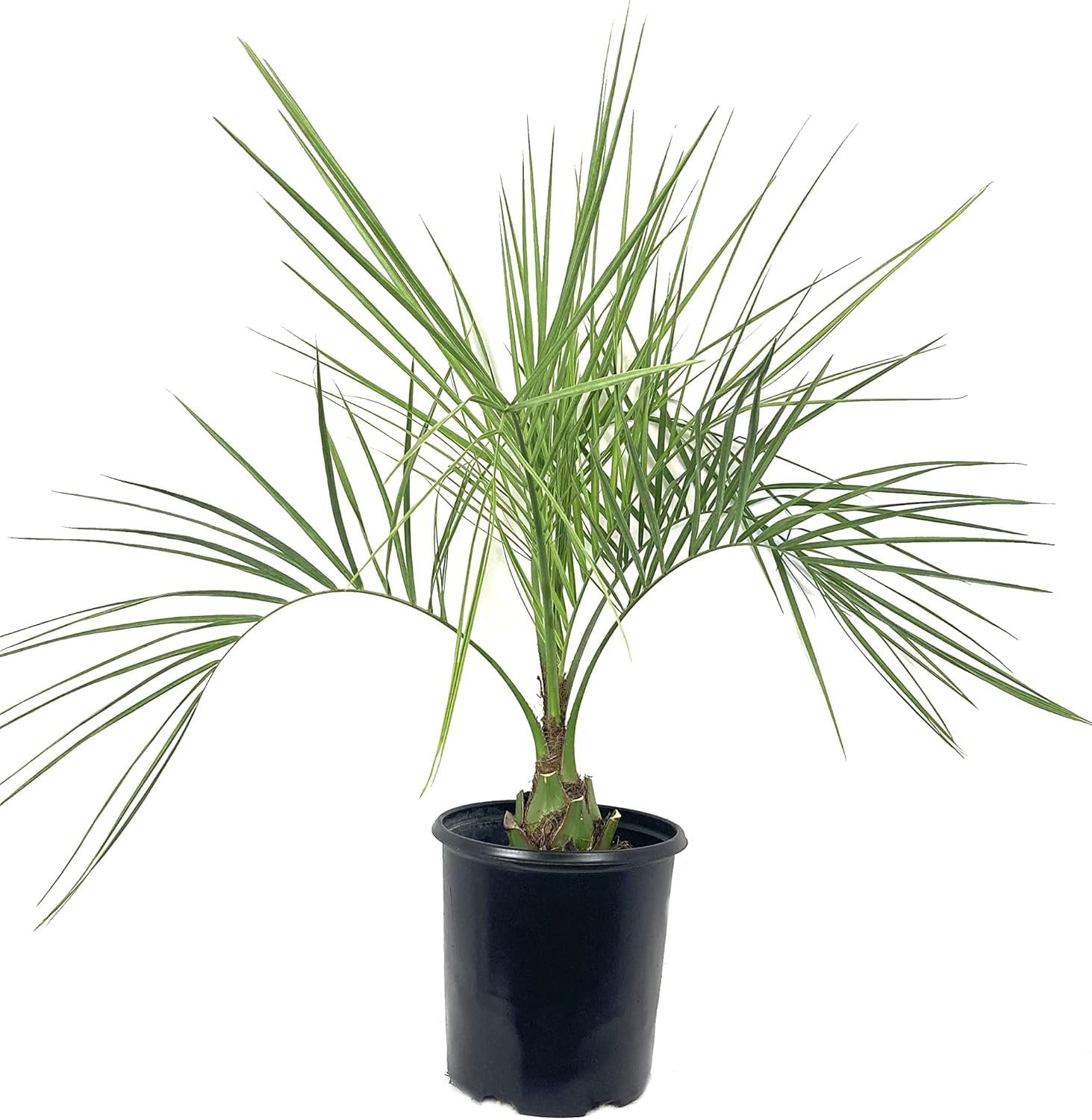 Pindo Palm