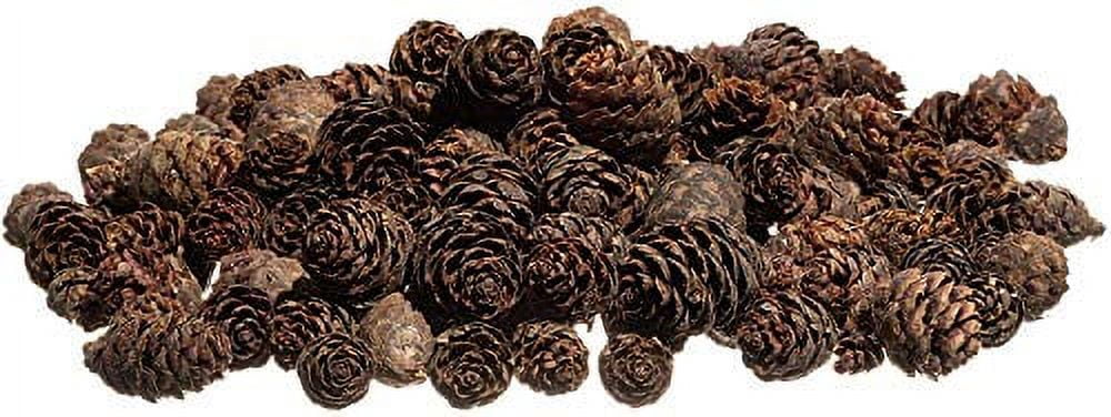 Pine Cones | 100 Small Pine Cones | Mini Black Spruce Pine Cones | Pine ...