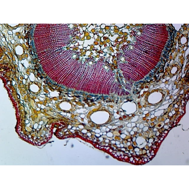 Pine (Gymnosperms) Young Stem; Cross Section by Go Science Crazy - Walmart.com