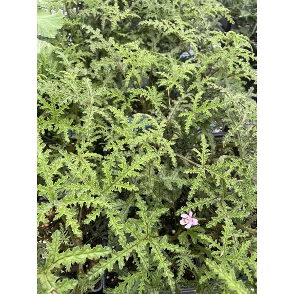 Pine Scented Leaf Geranium - Pelargonium denticulatum - Inside/Out ...