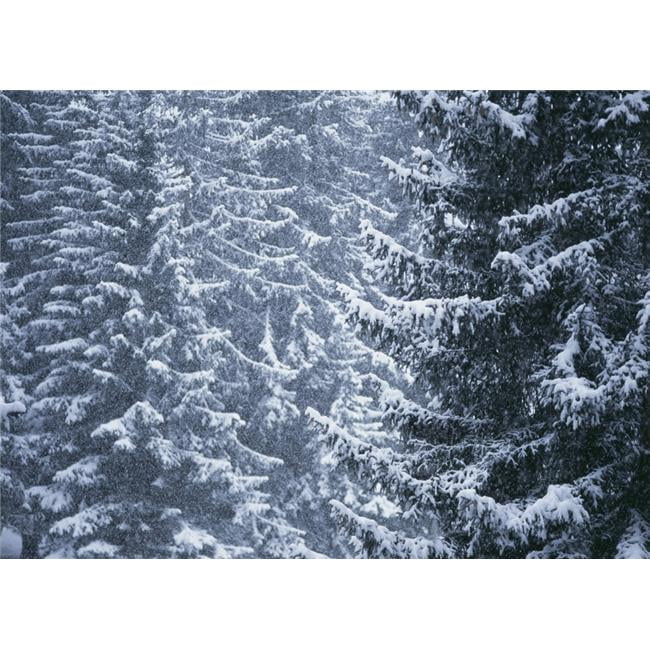 Pine Trees Covered In Snow, Les Arcs Poster Print, 32 x 24 - Large ...
