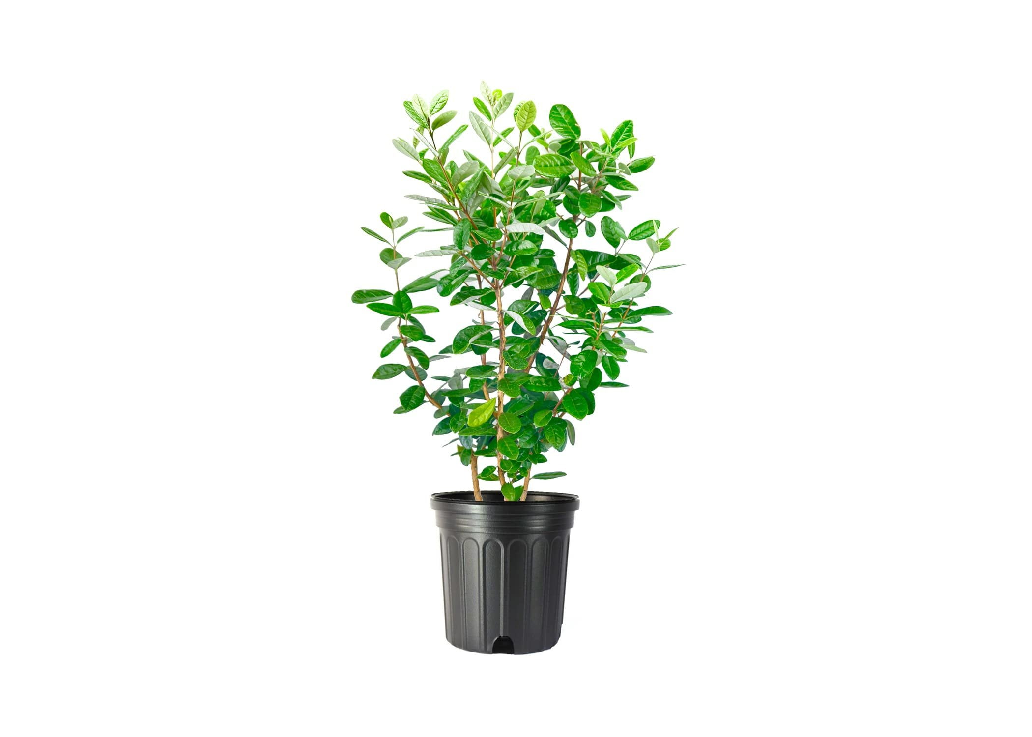 Pineapple Guava 1 Extra Large 3 Gallon Plant Feijoa Sellowiana Edible ...