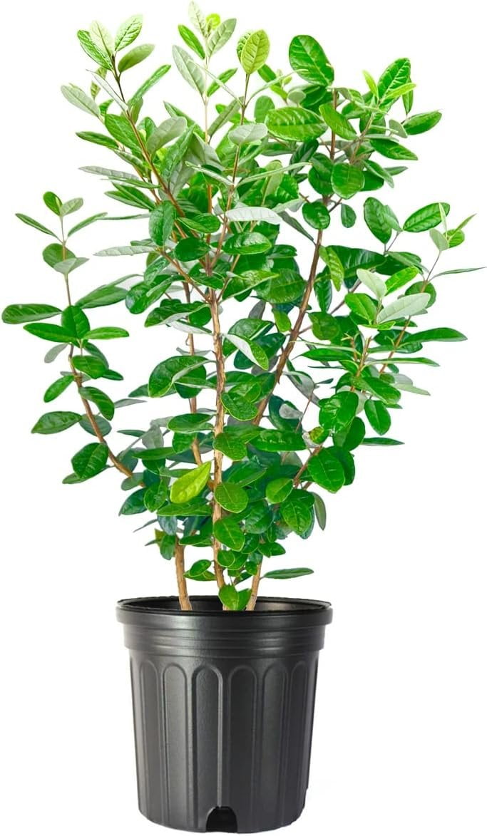 Pineapple Guava 2 Extra Large 3 Gallon Plants Feijoa Sellowiana Edible ...