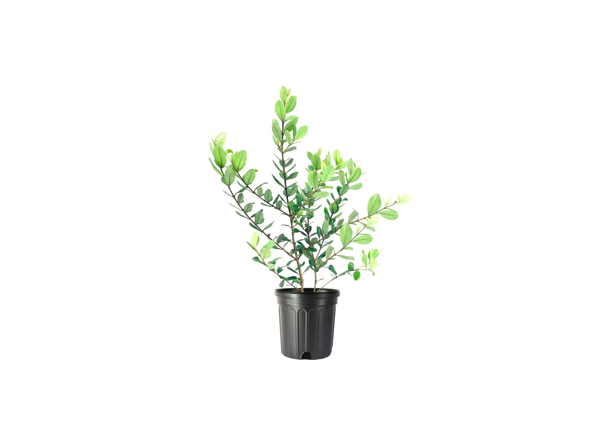 Pineapple Guava 2 Large Gallon Size Plants Feijoa Sellowiana Edible ...