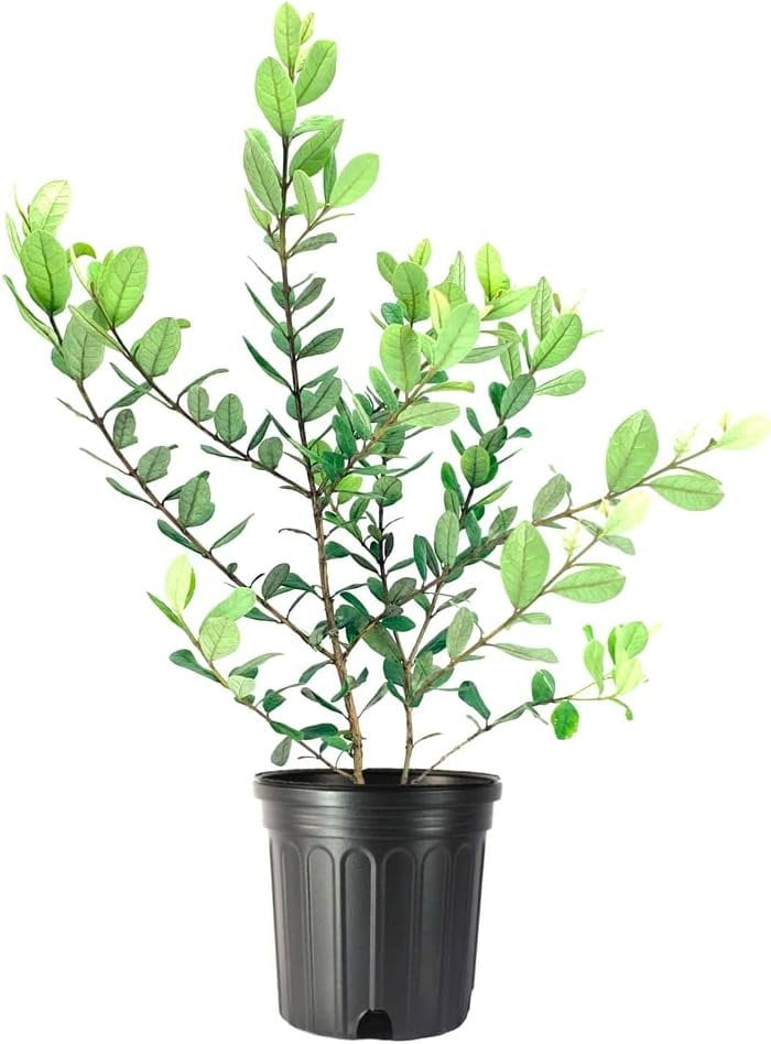 Pineapple Guava 2 Large Gallon Size Plants Feijoa Sellowiana Edible ...