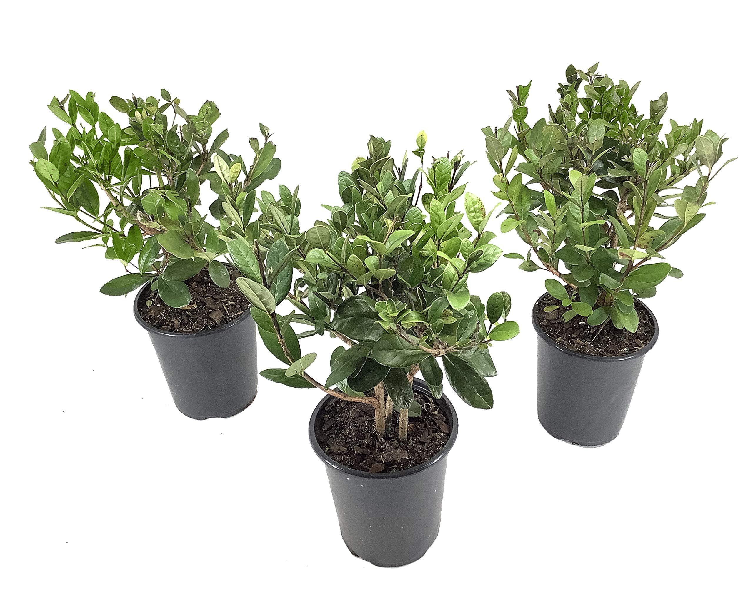 Pineapple Guava Plant - 3 Live 4 Inch Plants - Feijoa Sellowiana ...