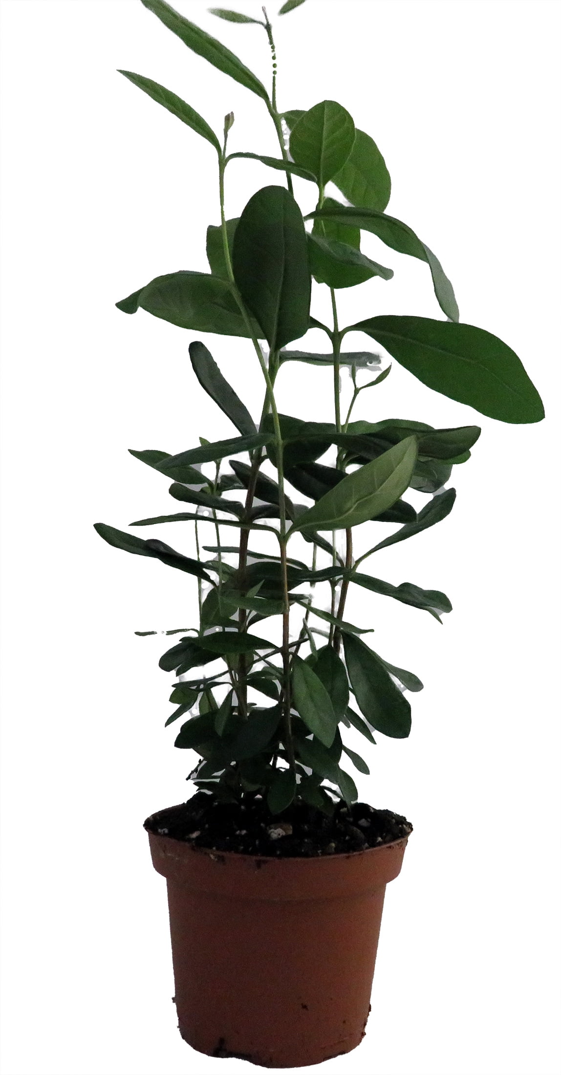 Hardy Pineapple Guava Fruit Tree - Feijoa Acca sellowiana - Live Plant ...